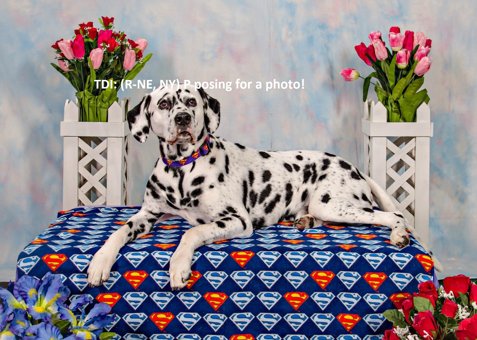 Do Rainbow Dalmatian Exist